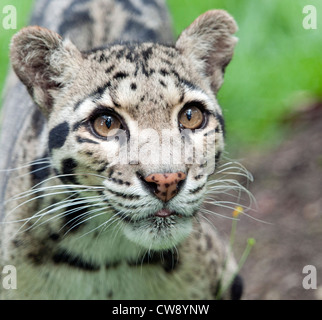 A female Clouded Leopard ( Neofelis Nebulosa) inside Chongqing zoo of ...