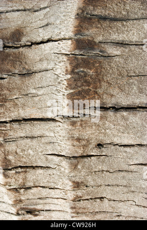 Coconut tree trunk texture Stock Photo - Alamy