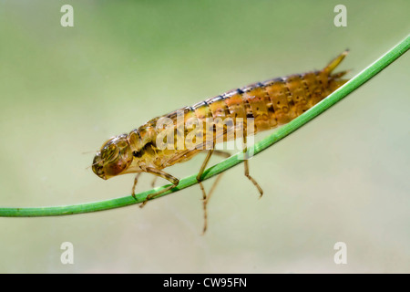 EMPEROR DRAGONFLY Anax imperator larva eating tadpole Stock Photo - Alamy