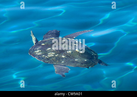 Loggerhead Turtle ( Carreta caretta ) in the sea at Laganas resort ...