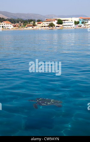 Loggerhead Turtle ( Carreta caretta ) in the sea at Laganas resort ...