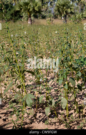 Field Of Sesame Growing, Myanmar, Burma, Near Bagan Stock Photo - Alamy