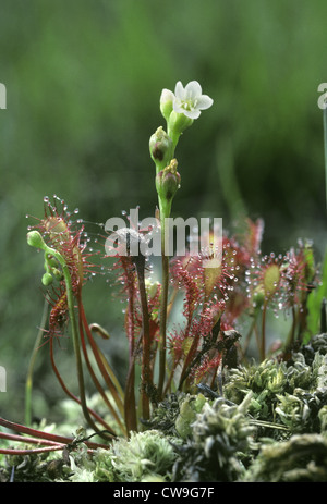 Oblong-leaved sundew (Drosera intermedia), an insectivorous carnivorous ...
