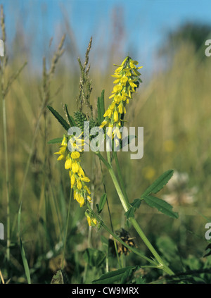 Melilotus officinalis plant in yellow bloom. Munilla, La Rioja Stock ...