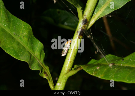 Tree borer on plant stem Stock Photo - Alamy