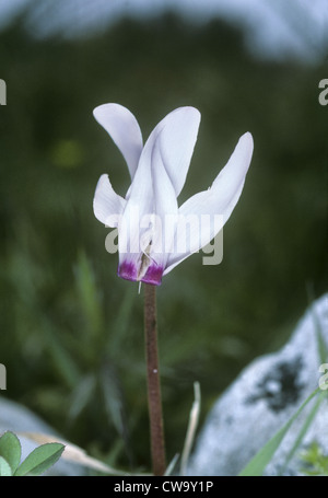 Cyclamen Cyprium (Cyprus cyclamen) wild flower in Akamas peninsula ...