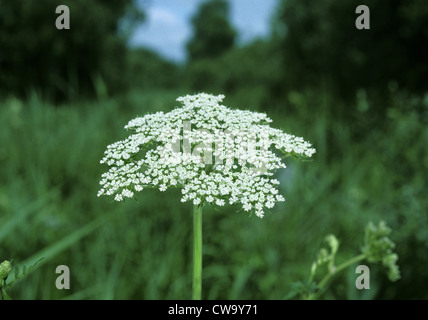 Milk Parsley (Peucedanum palustre Stock Photo - Alamy