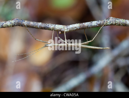 Australian stick insect Ctenomorpha chronus adult female photographed ...