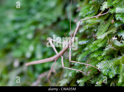 Australian stick insect Ctenomorpha chronus adult female photographed ...