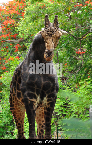 The giraffe is the tallest of all mammals. The legs and neck are ...