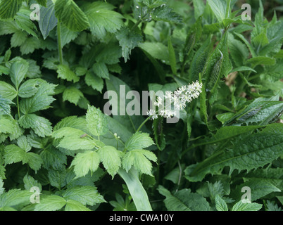 Baneberry, Actaea spicata in flower in limestone woodland Stock Photo ...