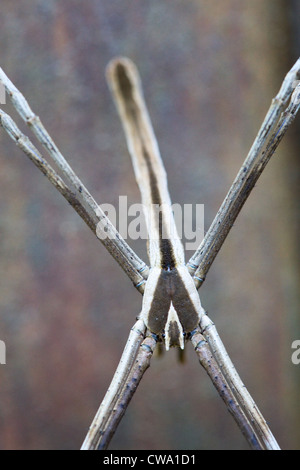 Net-casting Spider, Deinopis subrufa. Also known as a Rufous Net ...