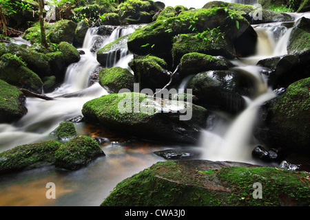Deep green forest with small waterfall. Earth day, International ...