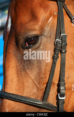 Closeup of a beautiful brown horse outdoors surrounded by green nature ...