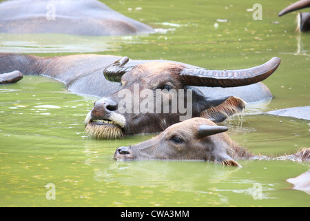 Baby water buffalo resting in the wild Stock Photo - Alamy