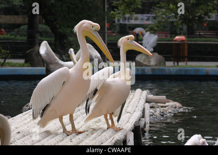 Romania. Bucharest. Zoo. Pelican Stock Photo - Alamy