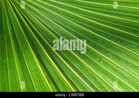 closeup palm tree leaf Stock Photo - Alamy
