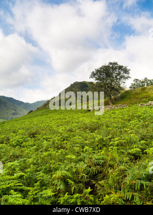 View of a plant-covered hillside at Lake Pleasant Regional Park, near ...