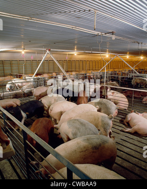 FINISHING HOUSE OF 200+ HOGS / PENNSYLVANIA Stock Photo - Alamy