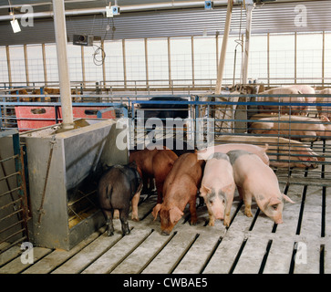 50-70 LB. FEEDER PIGS Stock Photo - Alamy