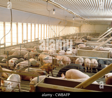 50-70 FEEDER PIGS / LANCASTER COUNTY, PENNSYLVANIA Stock Photo - Alamy
