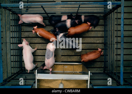 50 LB. CROSSBRED PIGS Stock Photo - Alamy
