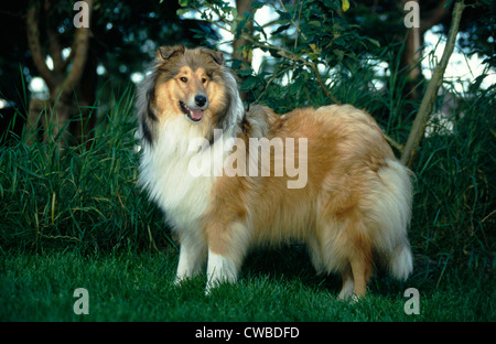 SIDE VIEW OF A BEAUTIFUL ROUGH COLLIE STANDING IN YARD Stock Photo - Alamy