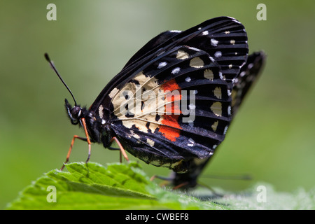 Simple Checkerspot butterflies (Chlosyne hippodrome) on leaf at The ...