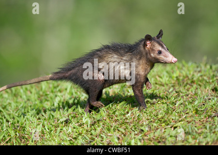 Common opossum (Didelphis marsupialis) in rainforest at night, Panguana ...