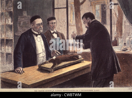 Louis Pasteur experimenting on a chloroformed rabbit Stock Photo - Alamy