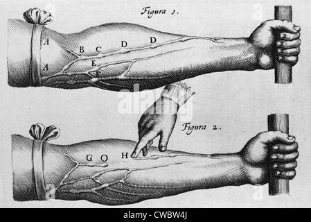 Circulation of the blood from William Harvey's ON THE MOTIONS OF THE ...