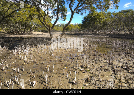 Coastal Mangrove Swamp, Bonnie Vale, Royal National Park, New South ...