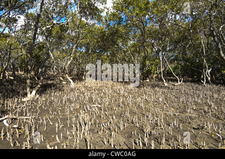 Coastal Mangrove Swamp, Bonnie Vale, Royal National Park, New South ...