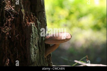 A mushroom grows out of a rotting stump in Ontario, Canada Stock Photo ...