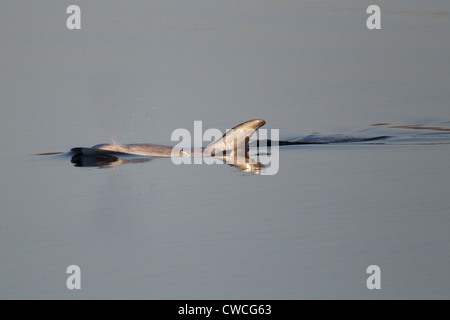 Risso's Dolphin Grampus griseus Catfirth Shetland Scotland UK Stock ...