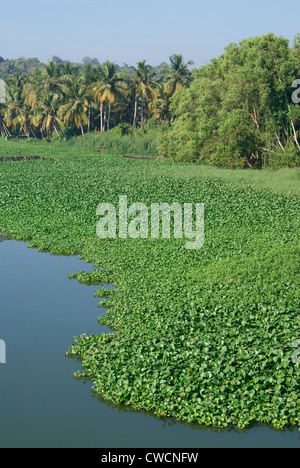 Aquatic Algae Weeds in Veli Lake Lagoon at Trivandrum Kerala Stock ...