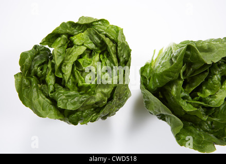 Two miniature Romaine lettuce on white background Stock Photo - Alamy
