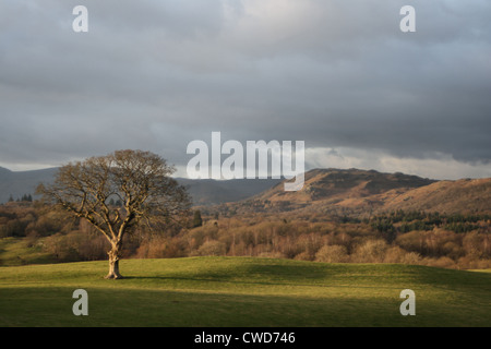 Autumn trees at Wray Castle grounds near Ambleside Stock Photo - Alamy