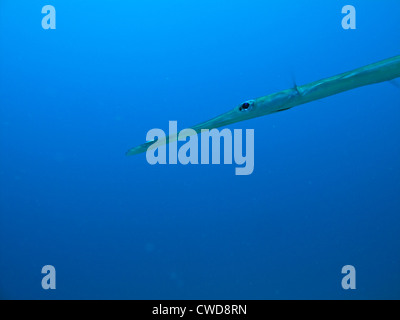 A long, skinny saltwater tropical fish in a coral reef off of Catalina ...