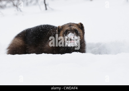 Wolverine in wildlife park in snow in Ranua, Lapland Stock Photo - Alamy