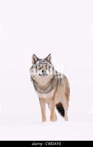 A lone Arctic wolf Canis lupus arctos pup standing on a rocky cliff in ...