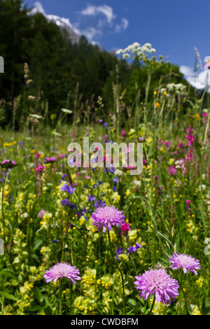 wild alpine flowers Stock Photo - Alamy