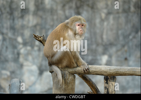 sad looking monkey,chiang mai zoo, chiang mai,thailand Stock Photo - Alamy