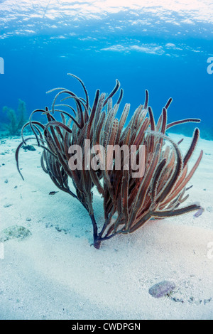 Shallow coral reef with sandy bottom. Komodo National Park, Indonesia ...