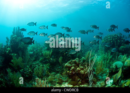 Bermuda Chub (Kyphosus sectatrix Stock Photo - Alamy