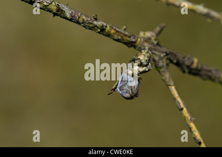 Hyptiotes paradoxus - the Triangle spider. One of few non-venomous ...