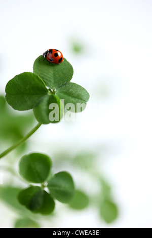 Ladybug On Four Leaf Clover Stock Photo - Alamy