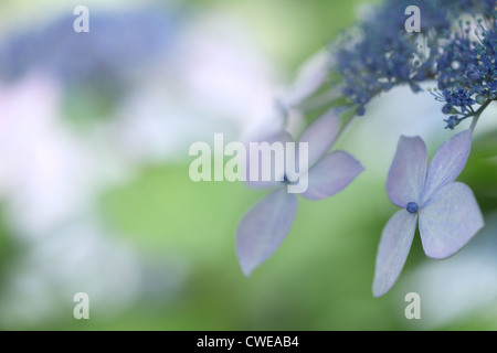 Close-Up View Blue Hydrangea Flowers Stock Photo - Alamy