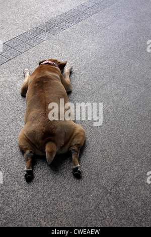 Fat obese overweight sprawling dog asleep on a tiled floor Stock Photo ...