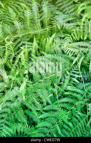Lush green tropical leaves texture with water drops Stock Photo - Alamy